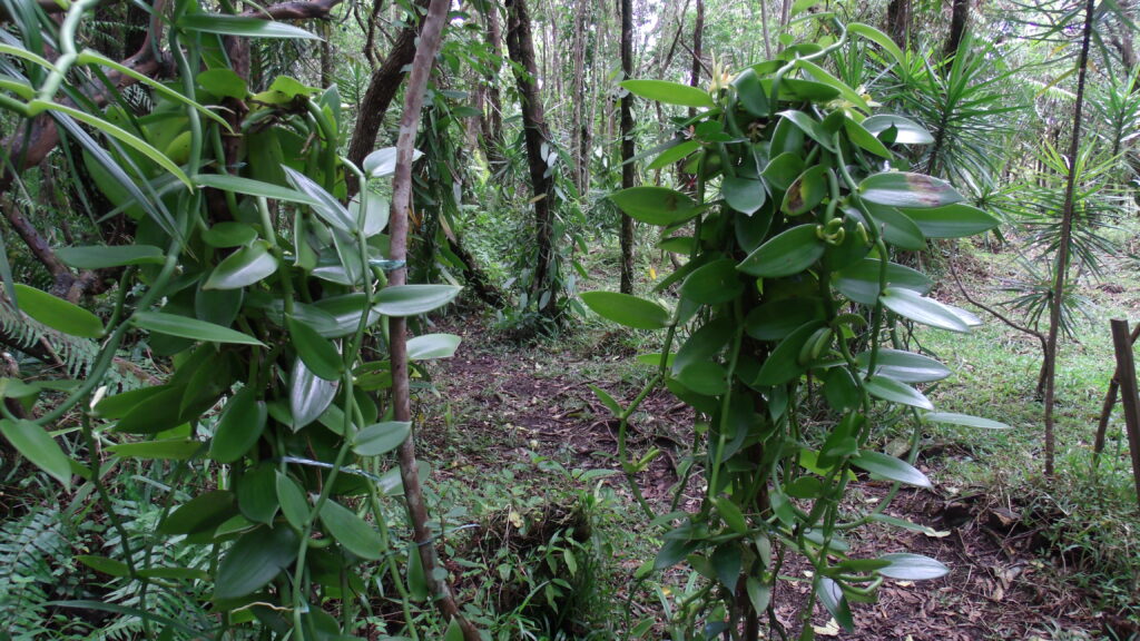 Culture de la vanille à la Réunion - Plantation Vanilla Bourbon