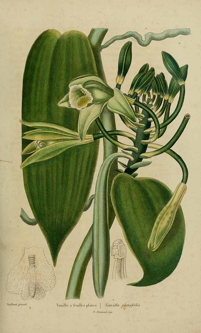 Histoire de la vanille de La Réunion - Plantation Vanilla Bourbon